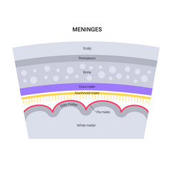 Meninges anatomy diagram Royalty Free Vector Image