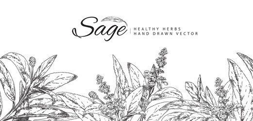 Hand drawn monochrome seamless border with sage Vector Image