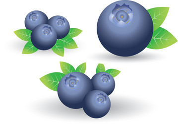 Blueberry Vector Images (over 30,000)