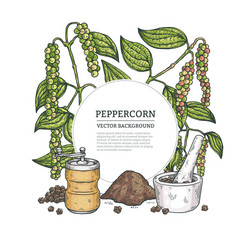 Peppercorn Vector Images (over 1,200)