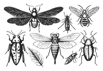 Bee hand drawn sketch insect Royalty Free Vector Image
