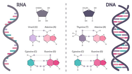 Dna versus rna genomic educational diagram Vector Image