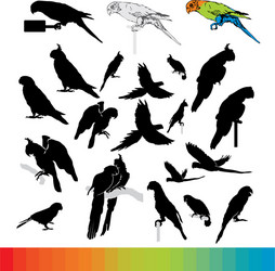 Parrot Vector Images (over 31,000)