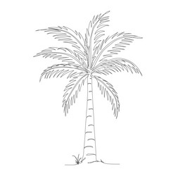 Coconut tree line art drawing Royalty Free Vector Image
