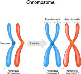 Chromatin Vector Images (over 100)