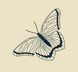 Butterfly insect art line isolated doodle Vector Image