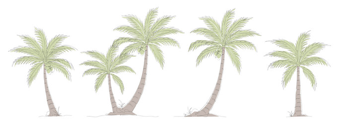 Coconut tree line art Royalty Free Vector Image