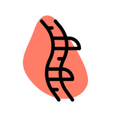 Vertebral column also known as the backbone Vector Image