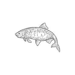 Sardine isolated fish hand drawn sketch Royalty Free Vector