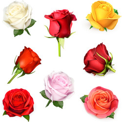 Rose Vector Images (over 280,000)