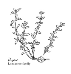 Thyme Vector Images (over 580)