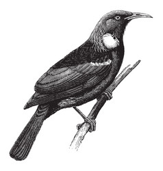 Tui Vector Images (7)