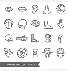 Human body systems Royalty Free Vector Image - VectorStock