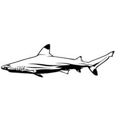Shark & Outline Vector Images (over 250) - VectorStock