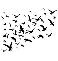 Seagull silhouettes Royalty Free Vector Image - VectorStock