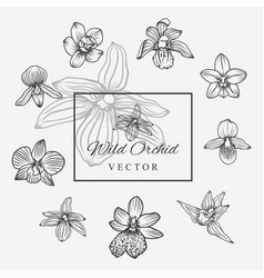 Orchid Royalty Free Vector Image - VectorStock