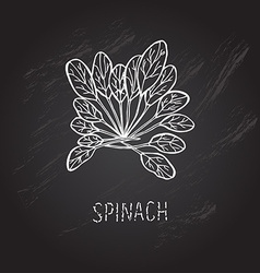 Spinach Vector Images (over 900)