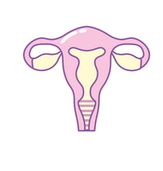 Line fallopian tubes with uterus to human anatomy Vector Image