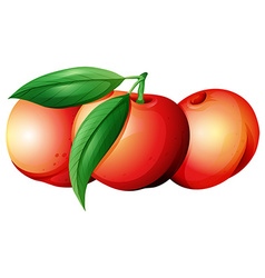 Nectarine Vector Images (over 370)