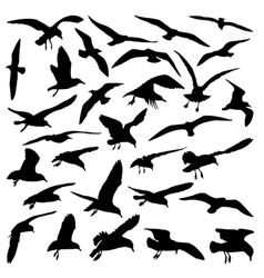 Seagull silhouettes Royalty Free Vector Image - VectorStock
