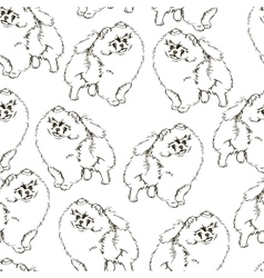 Pomeranian Vector Images (over 160) - VectorStock