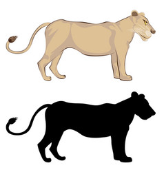 Lioness Vector Images (over 440)