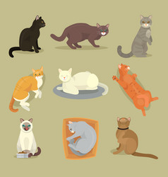 Different cat breeds cute kitty pet cartoon cute Vector Image