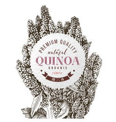 Quinoa chenopodium superfood healthy plant Vector Image