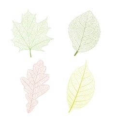 Oak leaf skeleton Royalty Free Vector Image - VectorStock