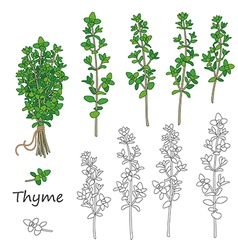 Thyme Vector Images (over 710)