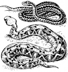 Snake attacke Royalty Free Vector Image - VectorStock