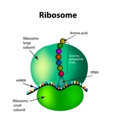 Ribosome Vector Images (61)