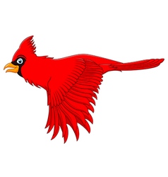 Cardinal Bird Flying Animation Royalty Free Vector Image
