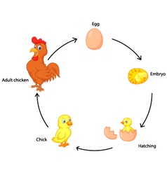 Chicken egg life cycle Royalty Free Vector Image