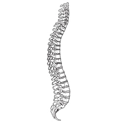Spine Vector Images (over 2,800)