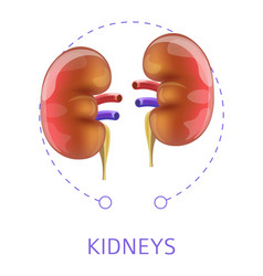 Abstract background kidneys Royalty Free Vector Image