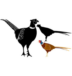 Pheasant Vector Images (over 390)