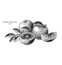 Lotus flower botanical vintage engraving clip art Vector Image