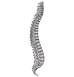 Spine Vector Images (over 2,100) - VectorStock