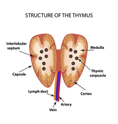 Cartoon of Thymus Gland Royalty Free Vector Image