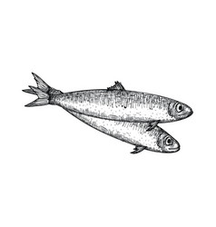 Anchovy Vector Images (over 260)