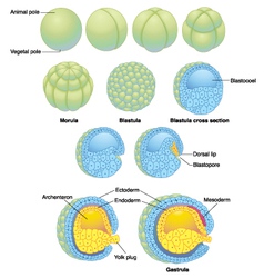 Morula Vector Images (17)