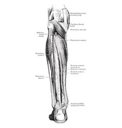 Superficial muscles of the back leg vintage Vector Image