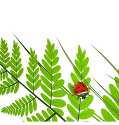 Fern frame Royalty Free Vector Image - VectorStock