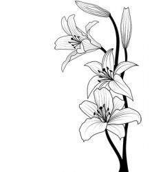 Lily border Royalty Free Vector Image - VectorStock