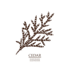 Cedar Vector Images (over 1,100)