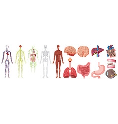 Human body systems Royalty Free Vector Image - VectorStock