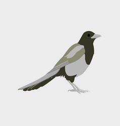 Magpie Vector Images (over 230)