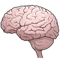 Human Brain Side View Royalty Free Vector Image