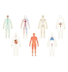 Human body systems Royalty Free Vector Image - VectorStock